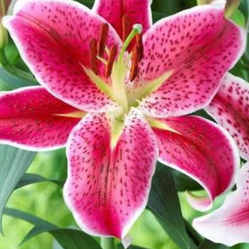 Buy Lilium Oriental Starlight Express Bulbs – Striking Lilies Online
