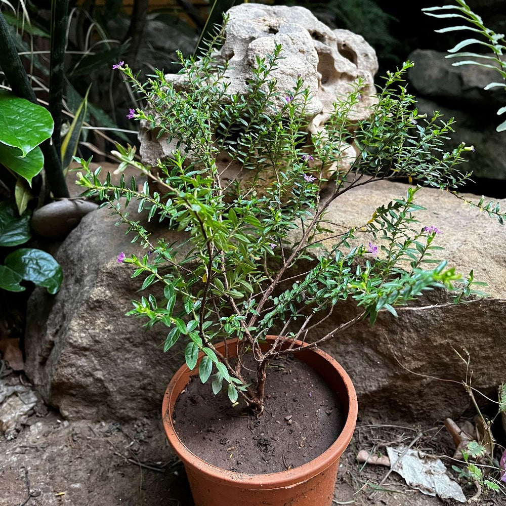 Mexican False Heather Purple Plant