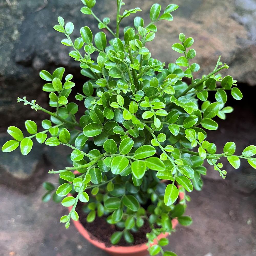 Murraya Paniculata Min-a-min Plant