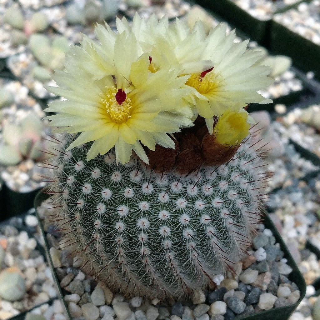 Notocactus scopa f. xicoi Silver Ball Cactus Plant