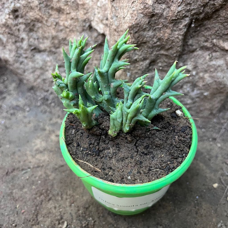 Orbea Semota var. lutea Succulent Plant
