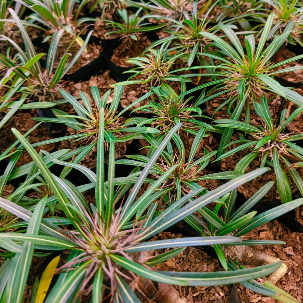 Pachypodium Geayi Succulent Plant