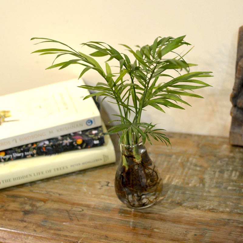 Buy Terrarium Kits Online - Create Your Mini Garden | MyBageecha