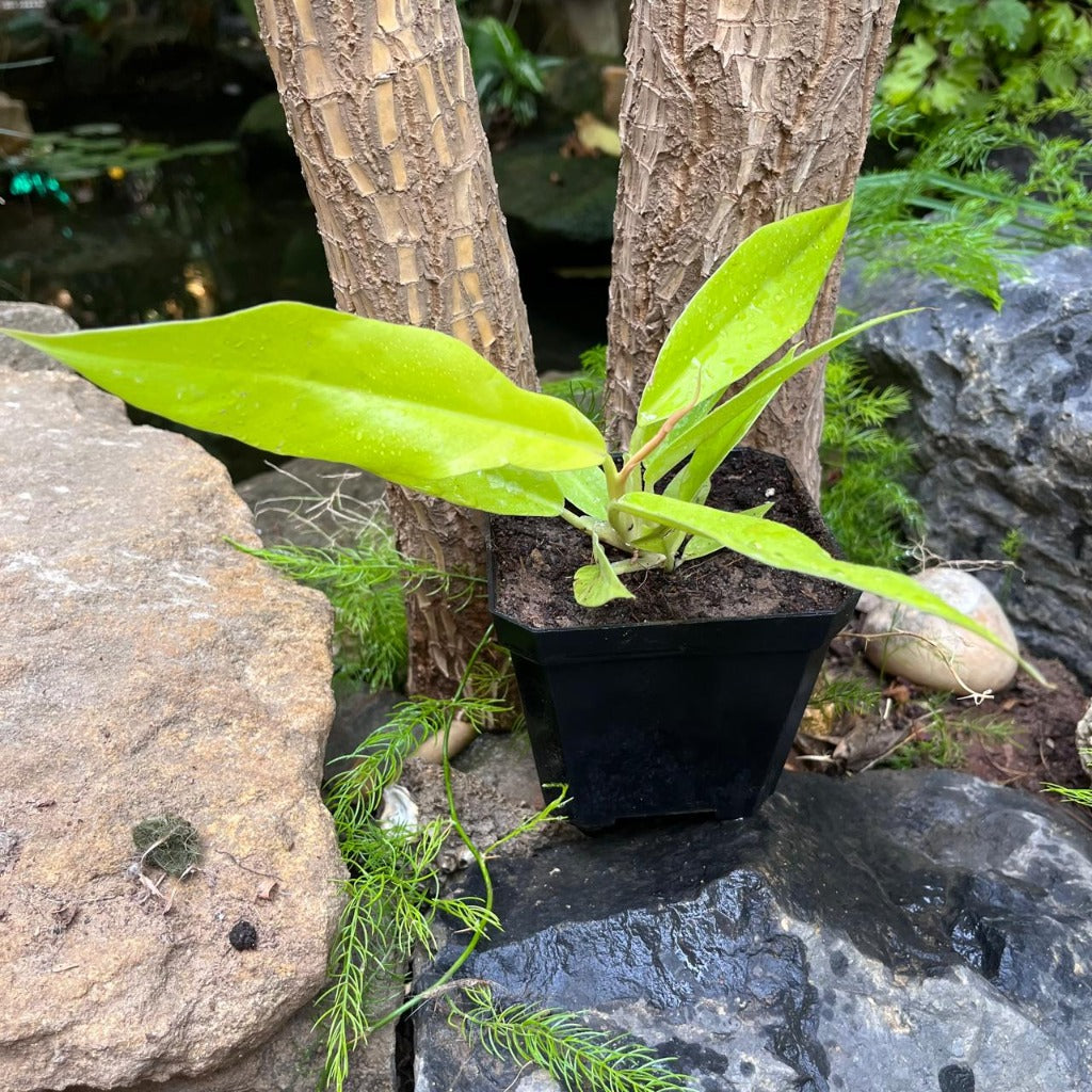 Philodendrum Golden Saw Plant