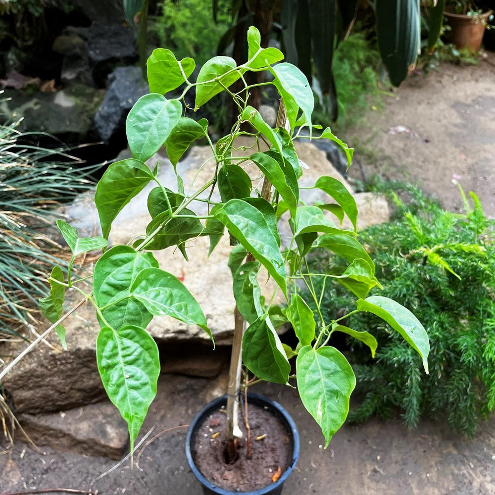 Pyrostegia Venusta Flaming Trumpet Plant