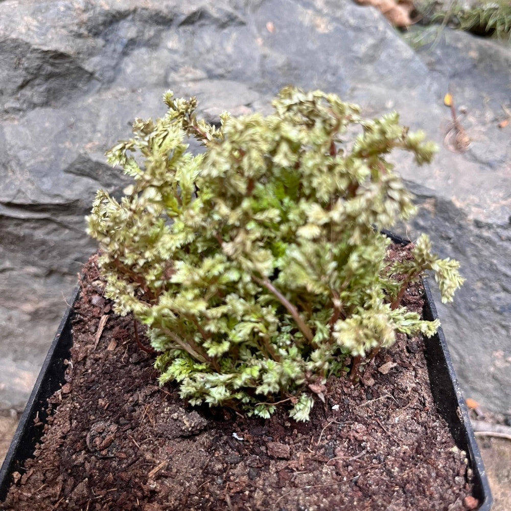 Selaginella Apoda Plant