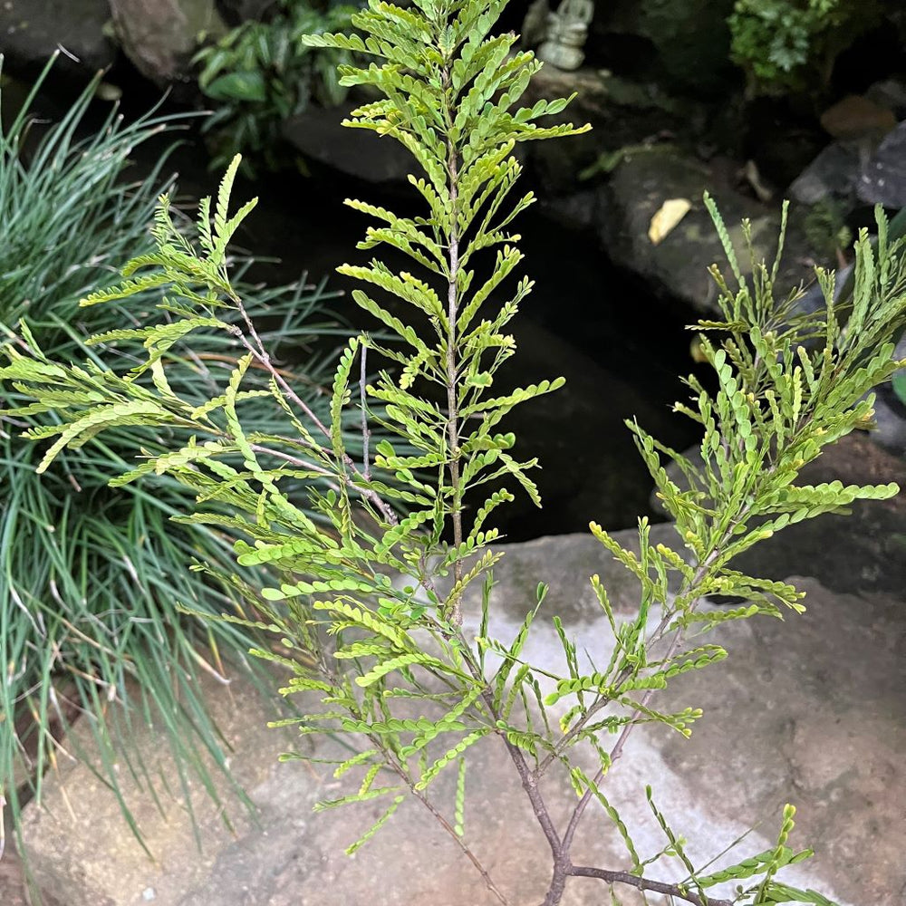 Senna Polyphylla Plant
