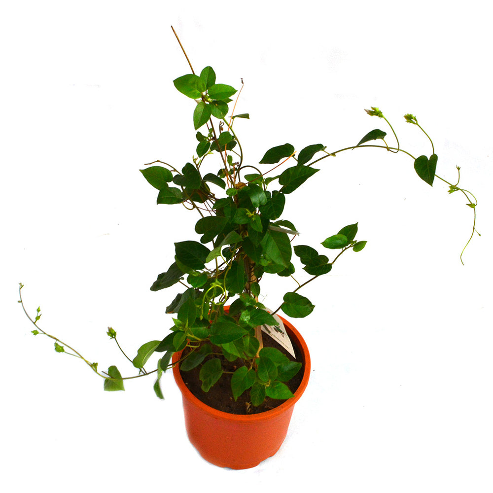 Sky Blue Cluster Vine Plant