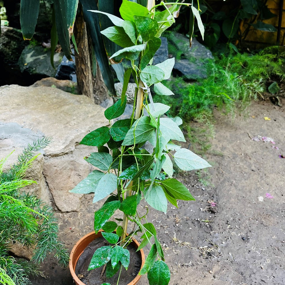 Sky Blue Cluster Vine Plant