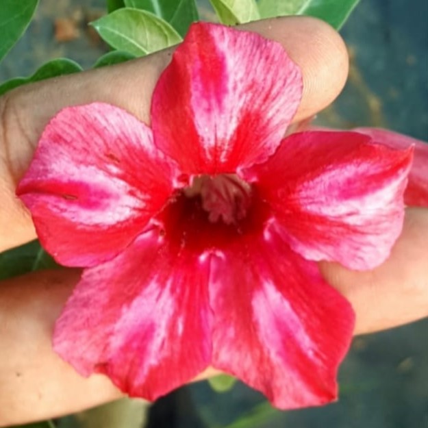 Swazicum Hybrid Alluring Red Adenium Desert Rose Plant | myBageecha