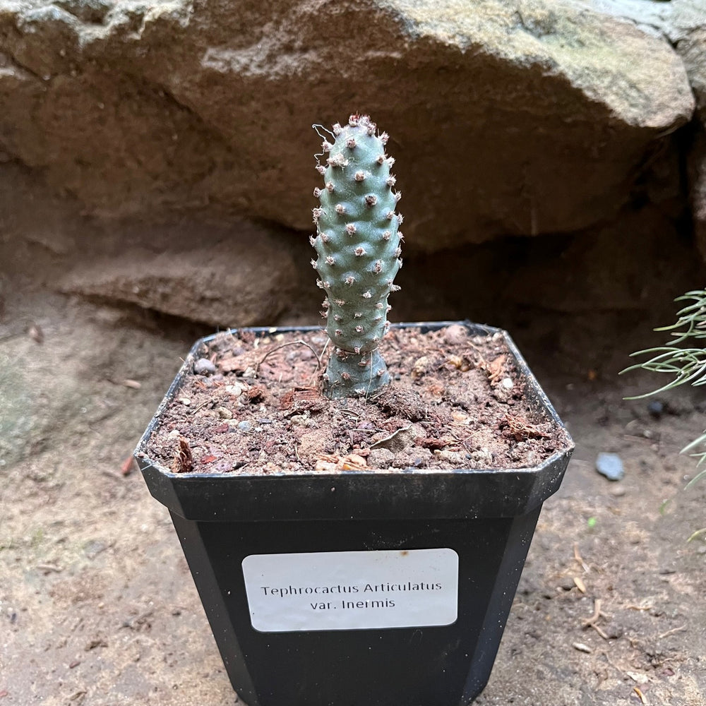 Tephrocactus Articulatus var. Inermis Cactus Plant