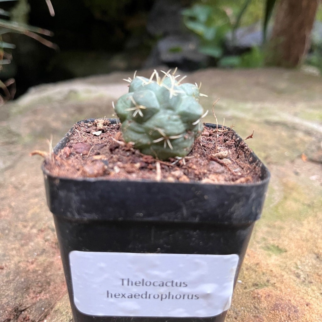 Thelocactus hexaedrophorus Cactus Plant