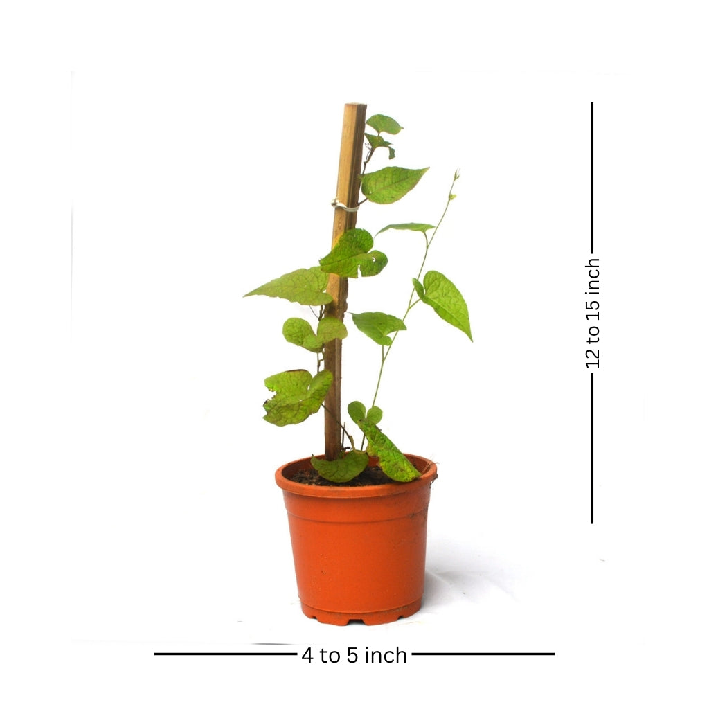 Honolulu Creeper Plant