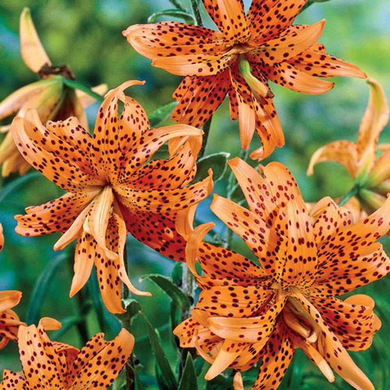 Tiger Lily Bulbs – Lilium lancifolium Orange Blooms | myBageecha