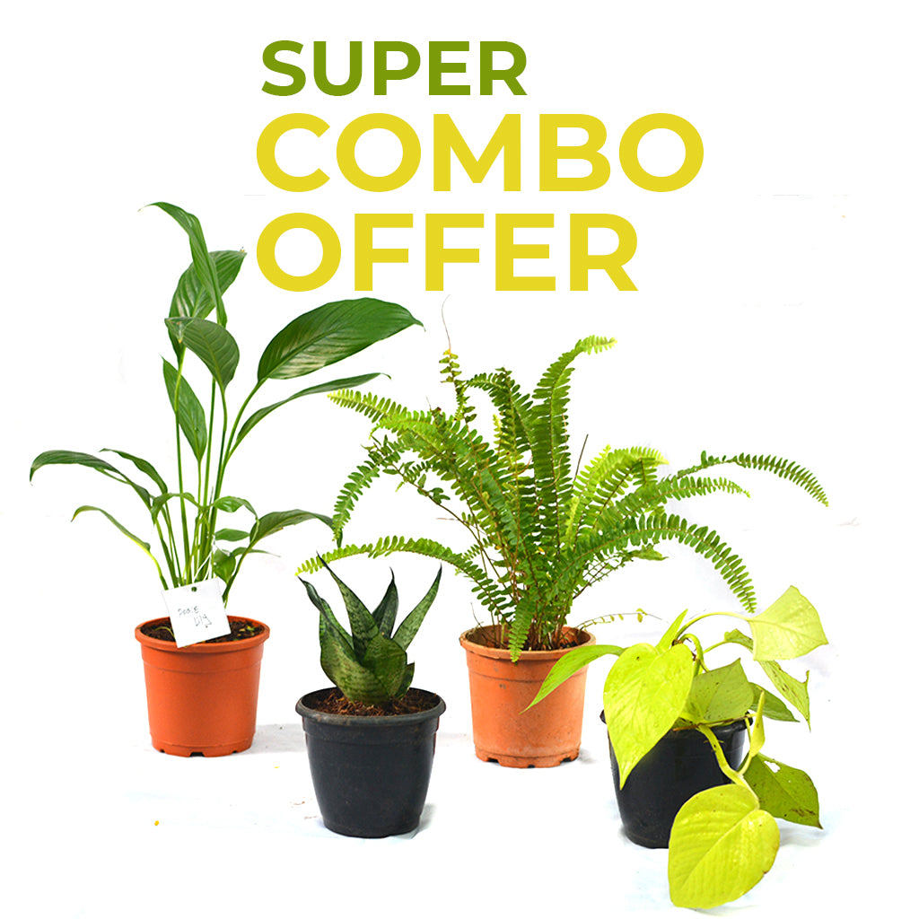 Pack of 4 Assorted Plants for Bedroom - Boston Fern, Peace Lily, Sanse