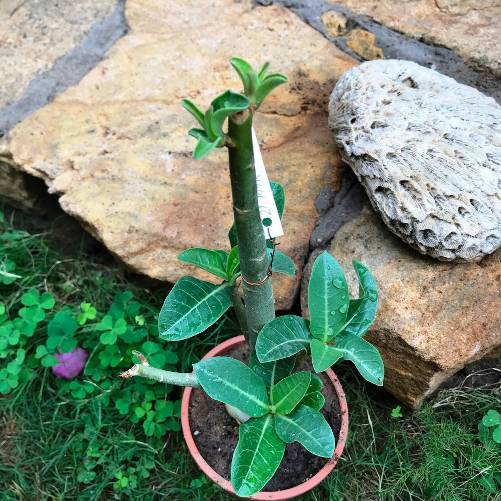 Buy Adenium Arabicum Plants - Exotic Varieties | MyBageecha