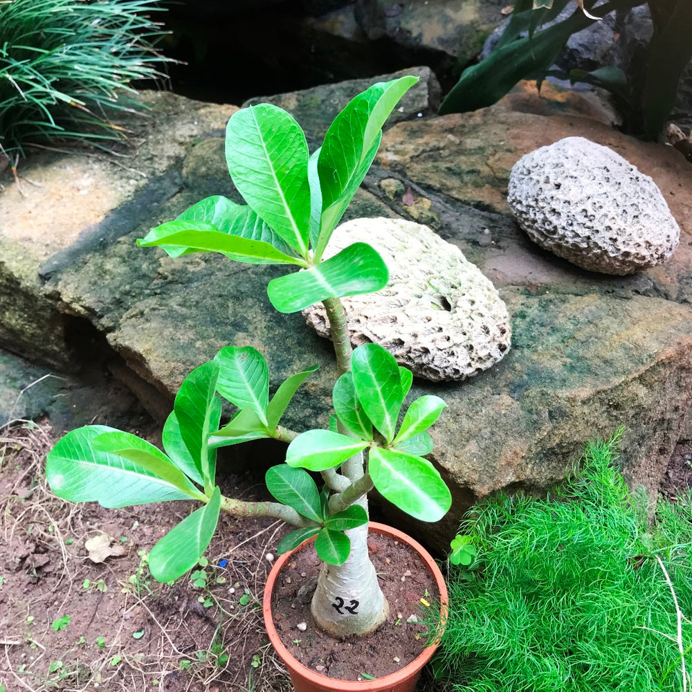 Buy Adenium Arabicum Plants - Exotic Varieties | myBageecha