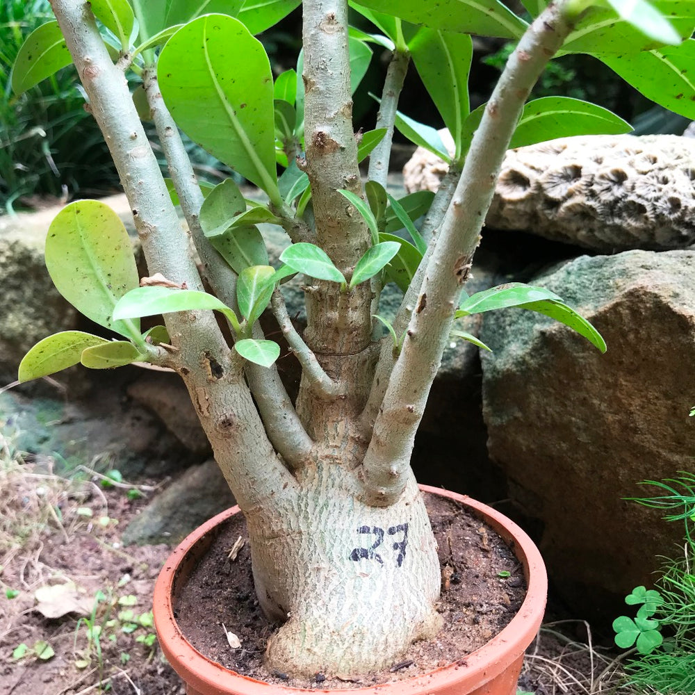 Buy Adenium Arabicum Plants - Exotic Varieties | myBageecha