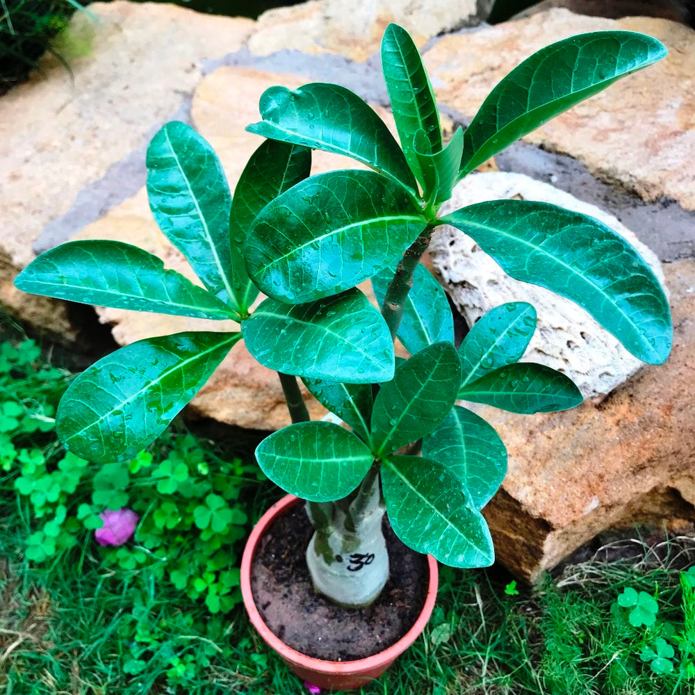 Buy Adenium Arabicum Plants - Exotic Varieties | myBageecha