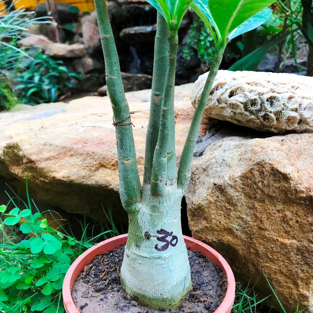 Buy Adenium Arabicum Plants - Exotic Varieties | myBageecha