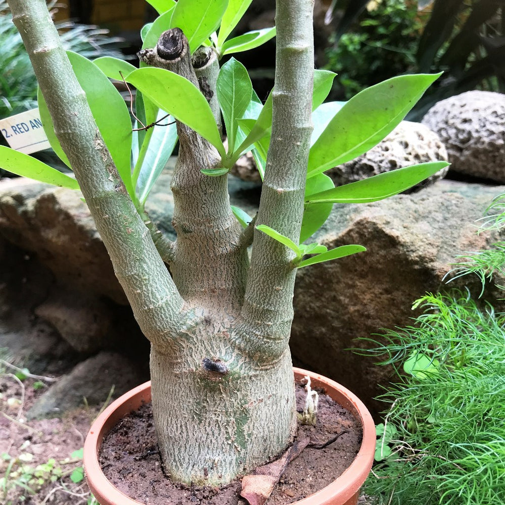 Buy Adenium Arabicum Plants - Exotic Varieties | MyBageecha