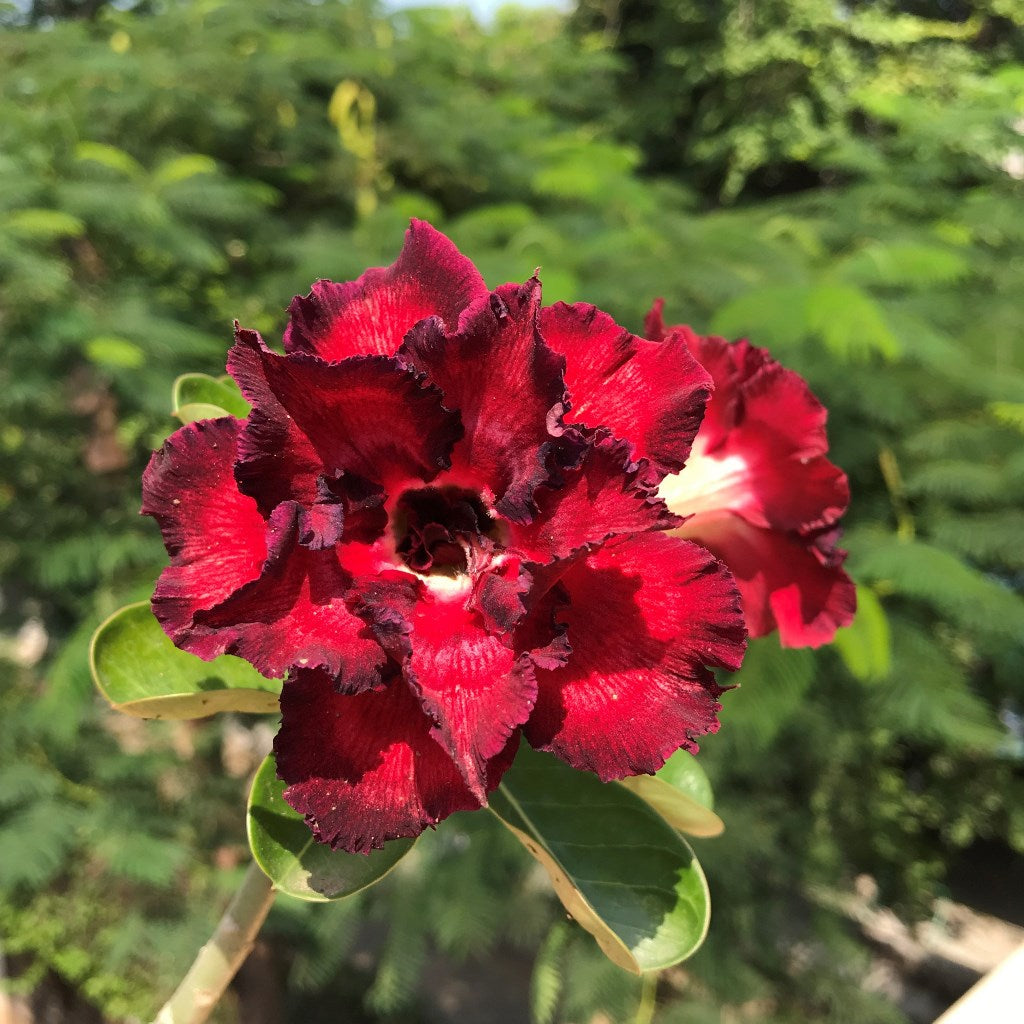 Crimson Crimple Adenium Desert Rose Plant | myBageecha