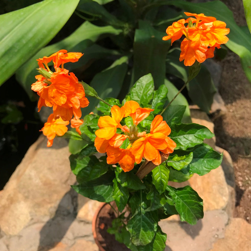 Aboli Arka Ambara Plant