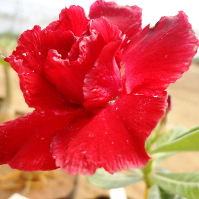 Buy Adenium Plants Online - Exquisite Varieties | MyBageecha