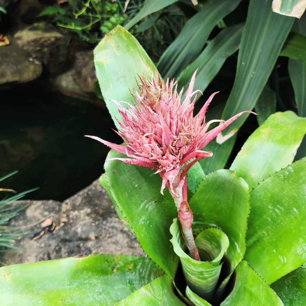 aechmea-fasciata Plant