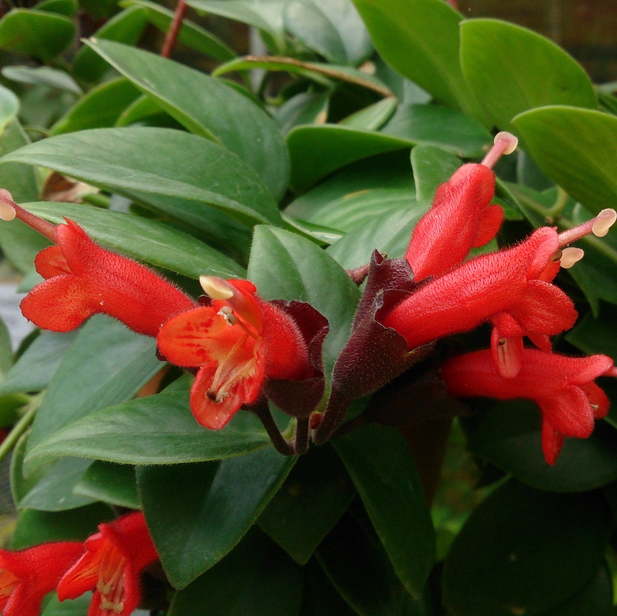 Aeschynanthus radicans Lipstick Plant | myBageecha