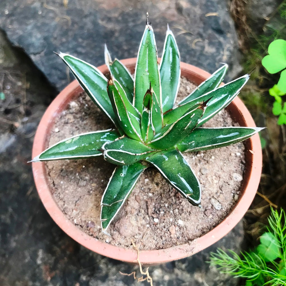 Agave Victoriae Reginae Queen Victoria Cactus Plant