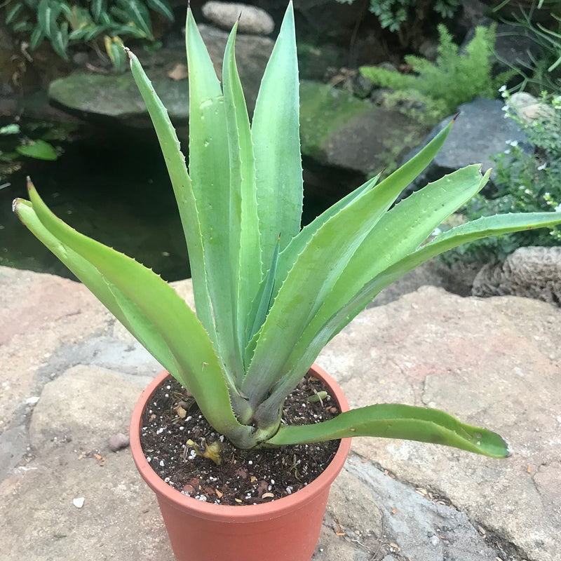 Buy Cactus Plants Online in India At Best Prices – myBageecha