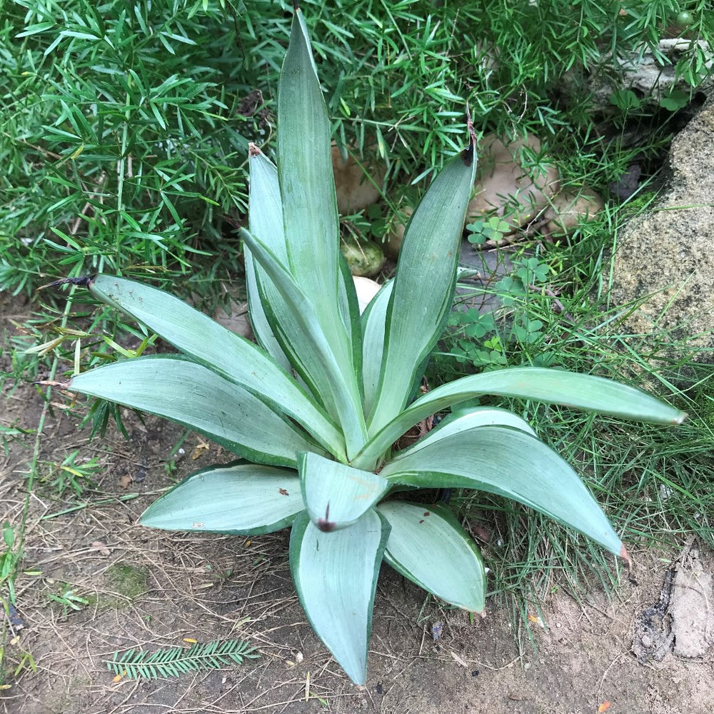 Agave Desmettiana Silver Star Cactus Plant