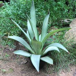 Agave Desmettiana Silver Star Cactus Plant