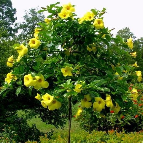 Allamanda compacta – Yellow Summer Flowering Shrub