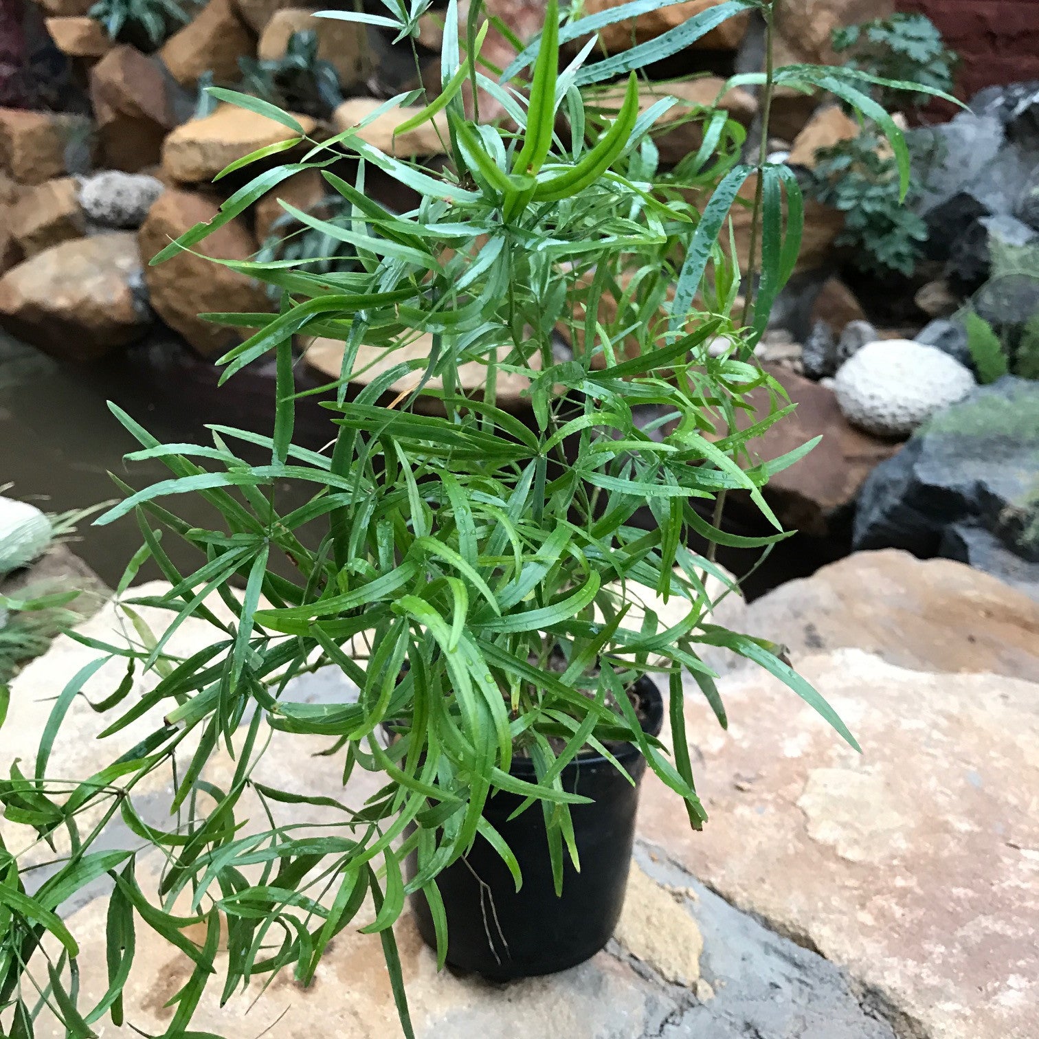 Asparagus Falcatus Plant Online | Climbing Asparagus Fern – myBageecha