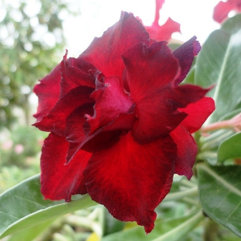 Black Magic Adenium Plant