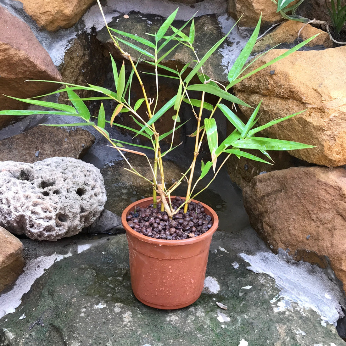 Simba Bamboo Plant