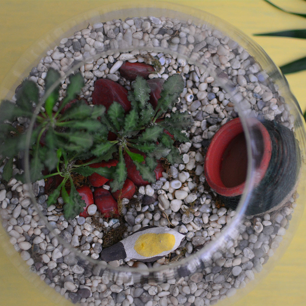 Buy Terrarium Kits Online - Create Your Mini Garden | MyBageecha