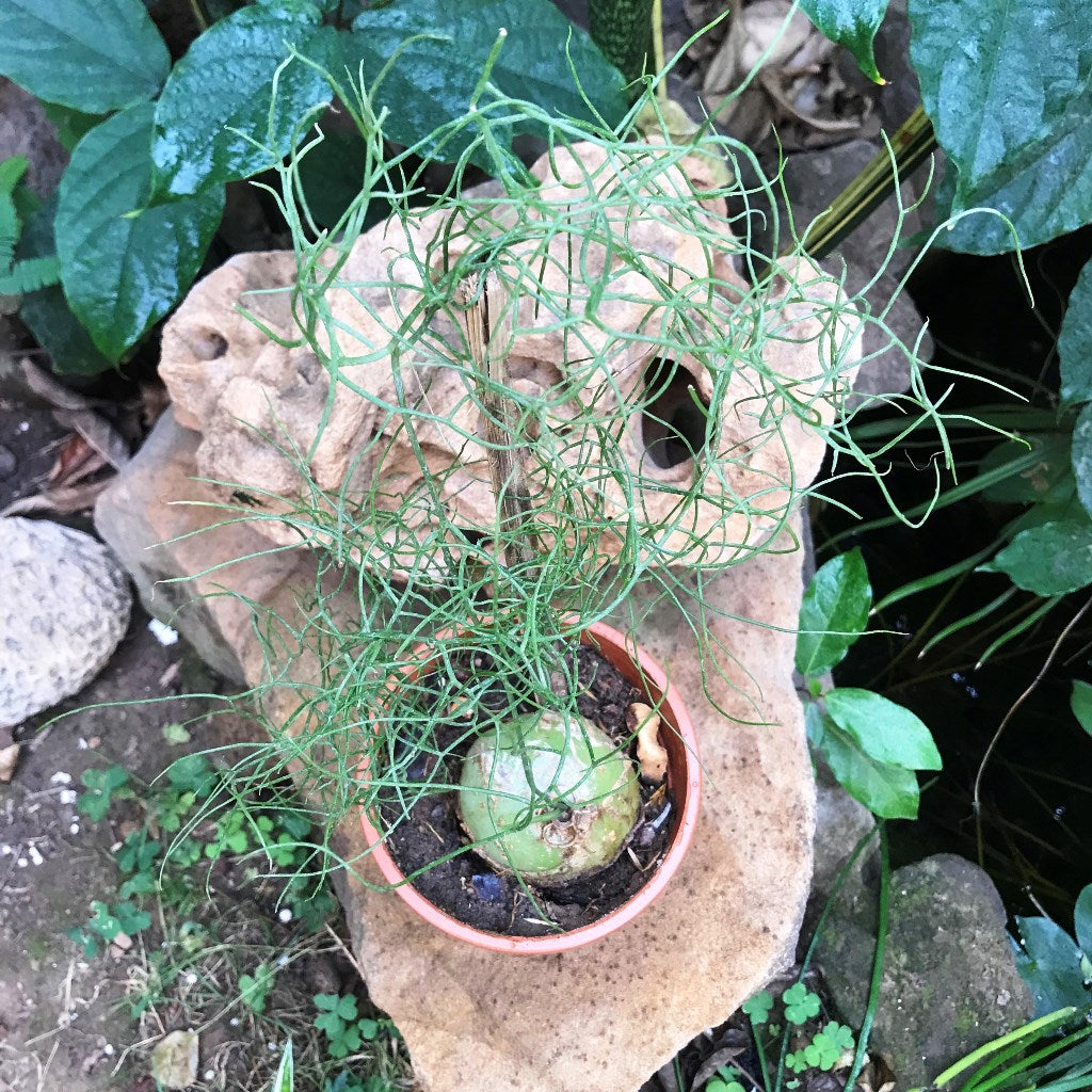 Bowiea Volubilis Plant – Indoor Ornamental Vine with Bulb Base