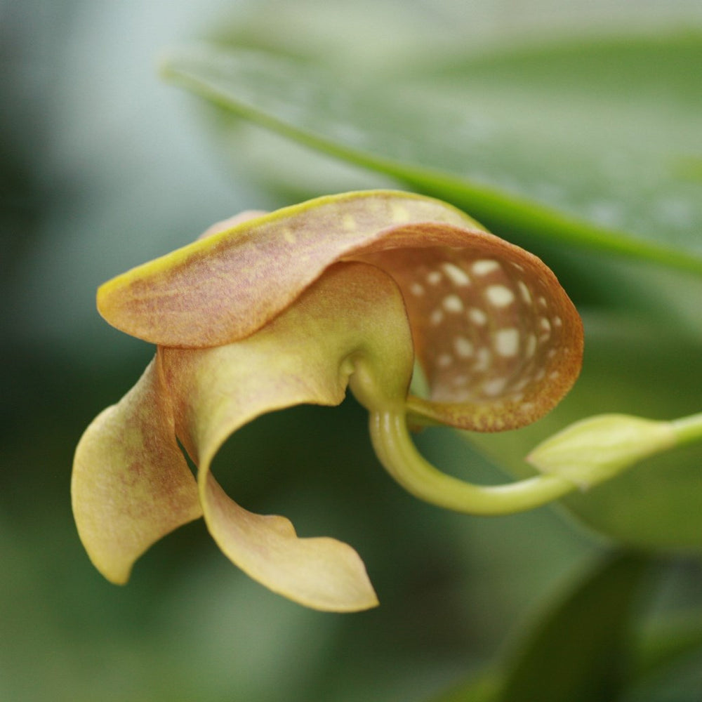 Bulbophyllum