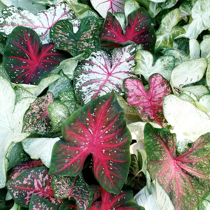 Caladium (Mixed bulbs) – myBageecha