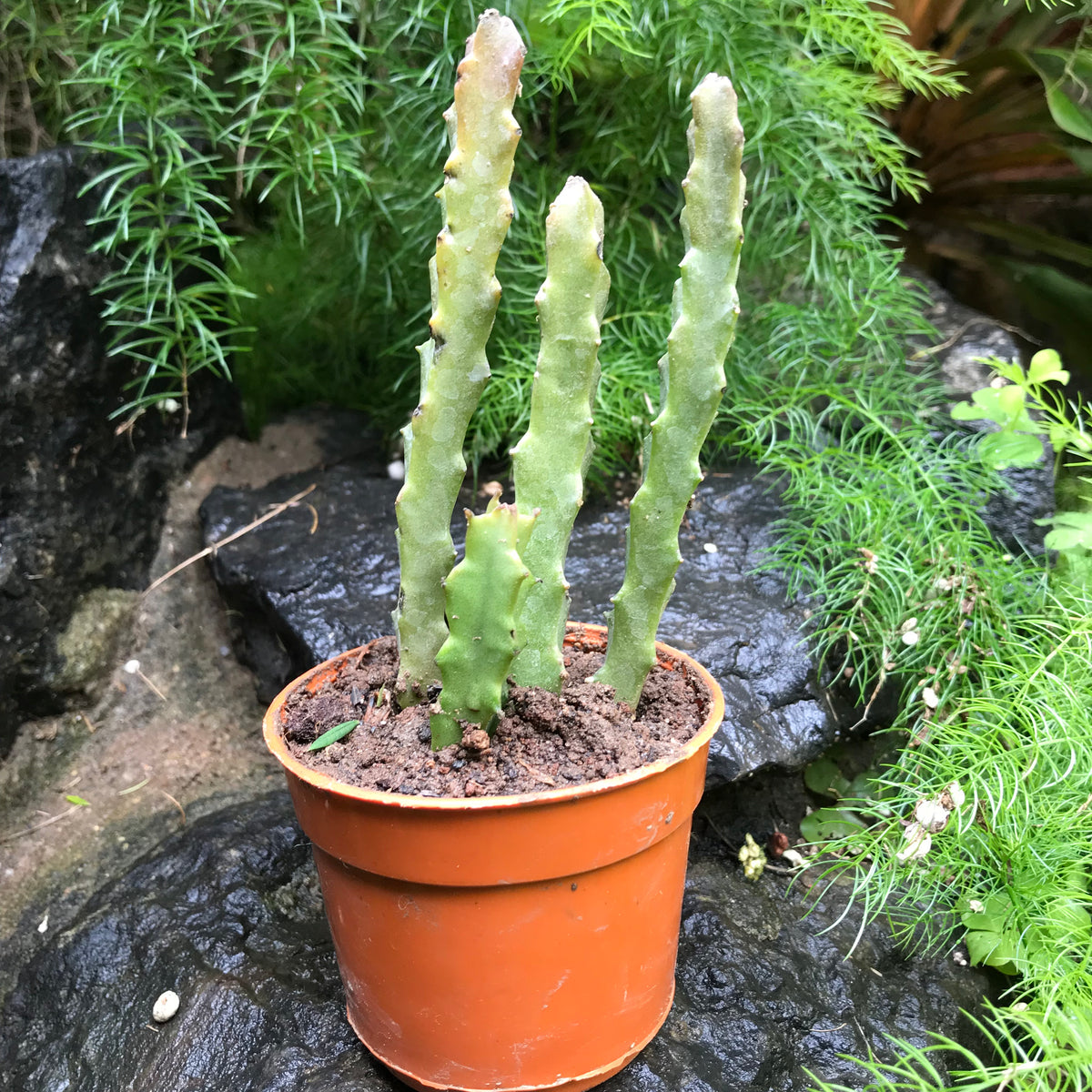 Buy Succulent Plants Online At Best Prices in India – myBageecha – Page 3