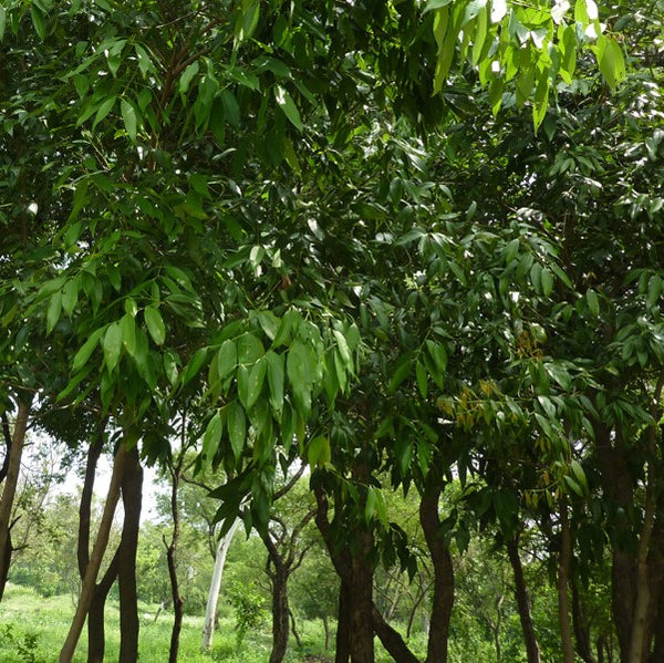 Buy Exquisite Trees Online | MyBageecha