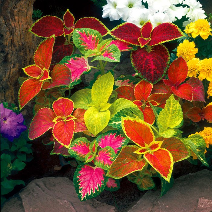 Coleus Wizard Mix – colourful foliage (Summer (Greesm))