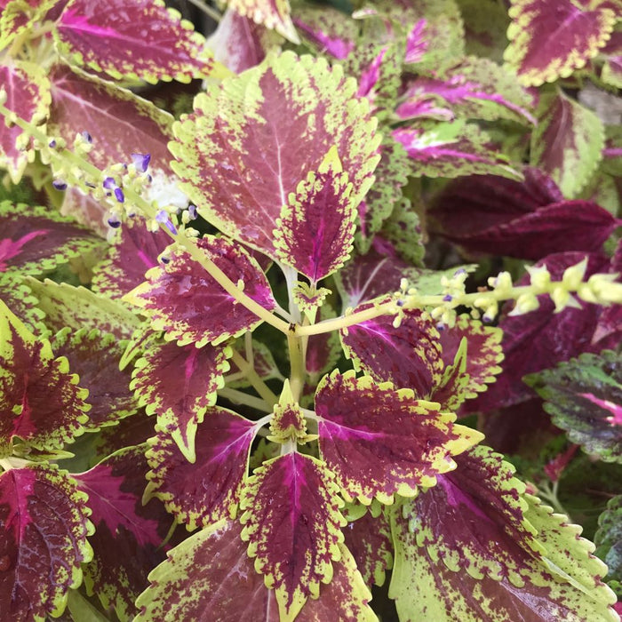 Coleus Wizard Scarlet Red Ornamental Foliage | myBageecha