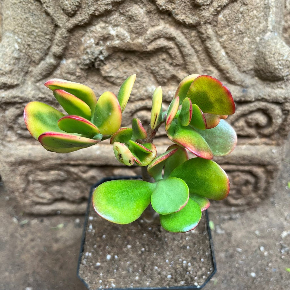 Crassula Ovata Hummels Sunset Succulent Plant