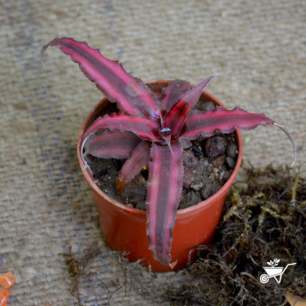 Cryptanthus Red Star – Red Earth Star | myBageecha