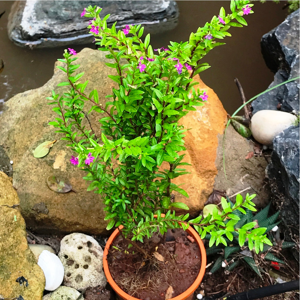 Mexican False Heather Purple Plant