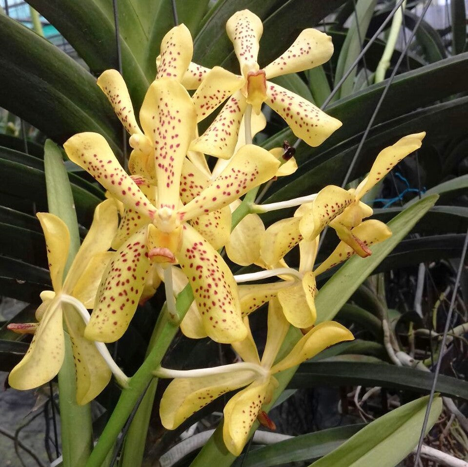 Dhong Pron Yellow Spot